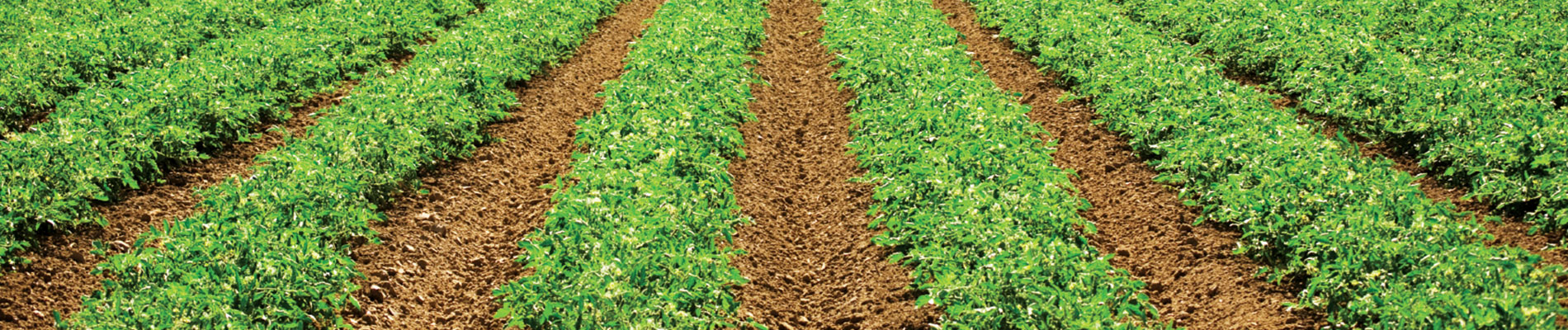 Rehabilitation and Expansion of Aligidir Irrigation Project, Eritrea - NRCE